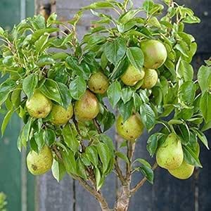 S2B Plant Live Dwarf Pear Fruit Tree (Nashpati) Plant With Pot: Amazon ...