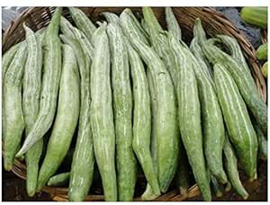 Creative Farmer Vegetable Seeds Chichinda Seeds - Snakegourd Seeds ...