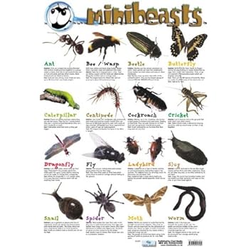 Minibeasts/Bugs Educational Poster - over 100 Common Minibeast images ...