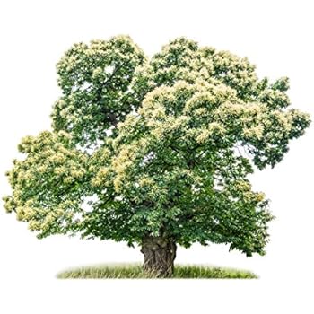 Müllers Grüner Garten Shop Esskastanienbaum Ecker 1 selbstfruchtbare ...