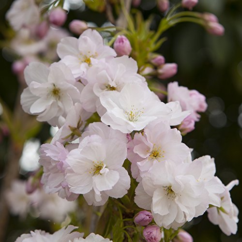 Flowering Cherry "Amanogawa" Bare Root Tree 1M | Garden Outdoor Store