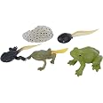 RiToEasysports Tadpole Frog Toy Kit, Ranidae Growth Cycle Model ...