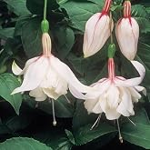 Pack x6 Semi-Trailing Fuchsia 'Annabel' Summer Garden Plug Plants ...