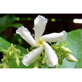 Scented Evergreen Star Jasmine. Large 5ft Plants in 7.5 Litre pots ...