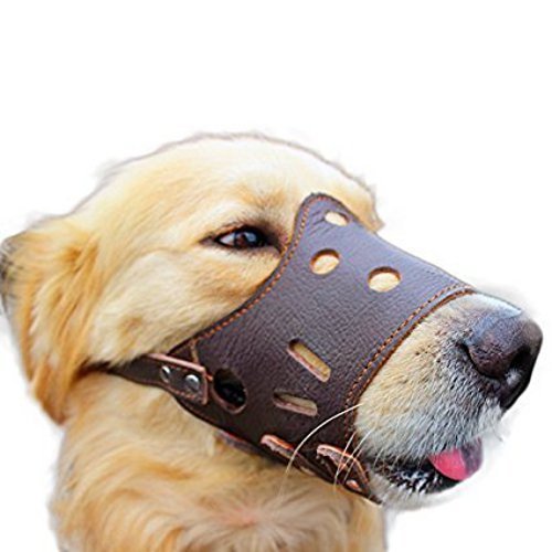 How To Stop Dog From Scavenging