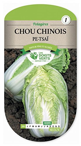 Chou chinois : semis, culture, récolte et variétés