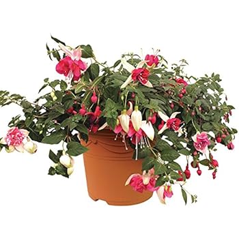 Flowering Standard Fuchsia Trees (Pair): Amazon.co.uk: Garden & Outdoors
