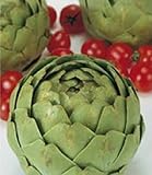 Coltivazione carciofo - Coltivazione Ortaggi - Come coltivare carciofi