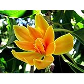 Magnolia champaca - Joy Perfume Tree - 10 Seeds : Amazon.co.uk: Garden