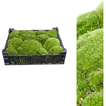 Farn-Fiederpolster - Cotula Squalida - Bodendecker winterhart ...