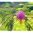 GREEN VOLCANO shami tree, prosopis cineraria plant, banni maram, banni ...
