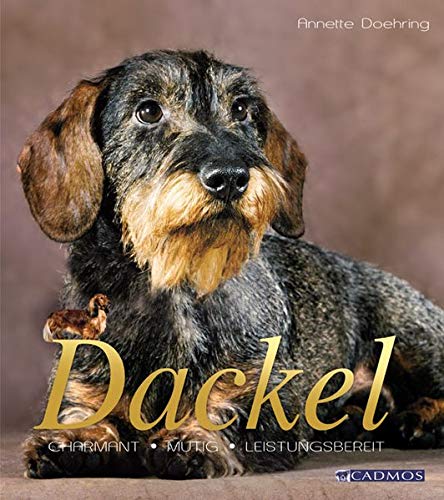 Dackel [2019] Charakter - Wesen | Hunde-fan.de
