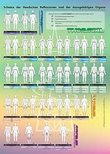 Poster der Reflexzonen: die Headschen Körper-Zonen • die Organe: Amazon ...
