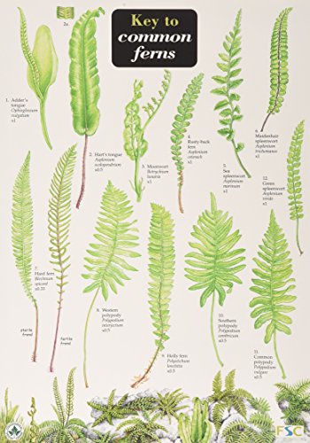 Key to Common Ferns: Amazon.co.uk: Merryweather, James, Roberts, Carol ...