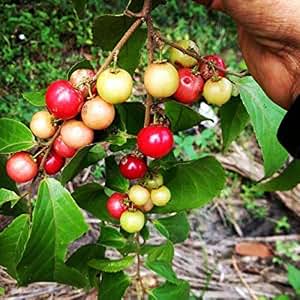 Creative Farmer Flacourtia Jangomas Rare Fruit Live Plant - High ...
