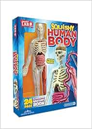 Squishy Human Body (SmartLAB): Amazon.in: SmartLab Toys: Books