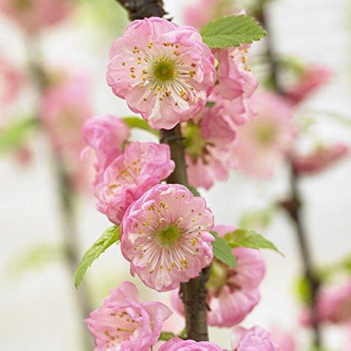 Flowering Cherry Almond tree 1M bare root (Prunus triloba) | Garden ...