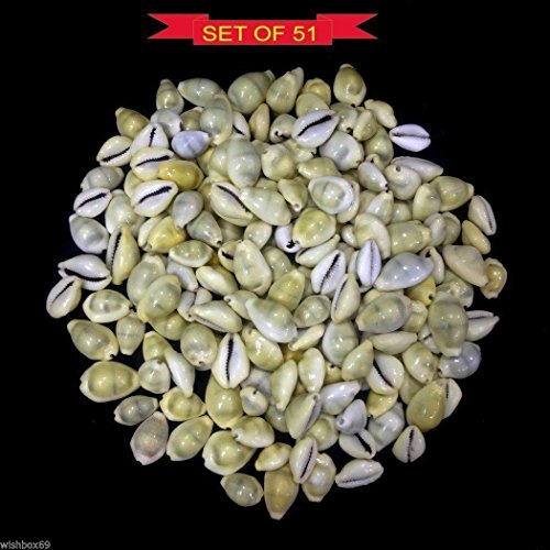 Buy Siddhratan Set of 51 Safe Kawdi / White Kaudi / Kowdi / Cowrie ...