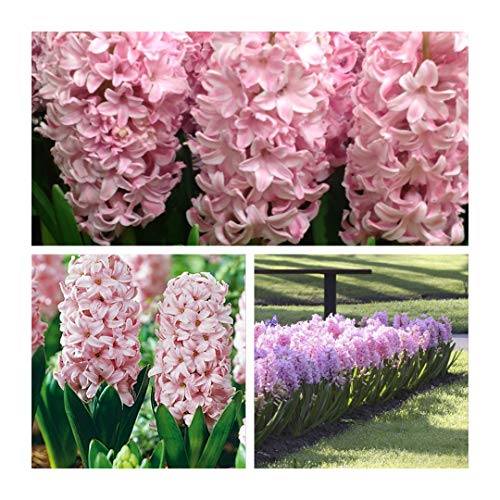 Jacinthe : plantation, multiplication