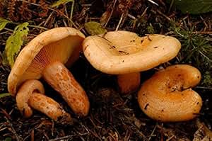Lactarius Deliciosus - micelio - funghi funghi foresta - Grow Your Own ...