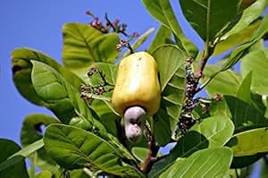 Buy Online Cashew Seed or Kaju Tree or Kaajoo Tree or Cashew Apple or ...