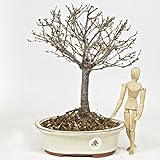 Carpino - Carpinus betulus - Carpinus betulus - Alberi - Carpino ...