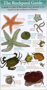 The Rockpool Guide: Amazon.co.uk: John Walters: 9780954025649: Books