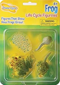Insect Lore Life Cycle Stages Frog: Amazon.co.uk: Toys & Games