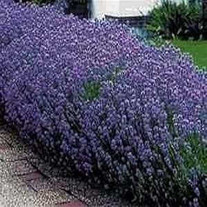 DWARF LAVENDER - LAVANDULA ANGUSTIFOLIA MUNSTEAD - 30 SEEDS : Amazon.co ...