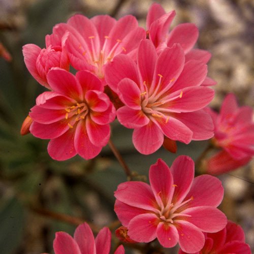 Lewisia : culture, entretien, variétés