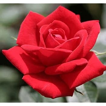 Apuldram Roses "ALIBABA" - Climbing Rose (Potted): Amazon.co.uk: Garden ...