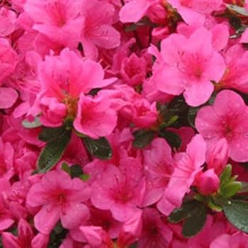 Azalea Japonica Evergreen 'Conny' 15cm Pot Size: Amazon.co.uk: Garden ...