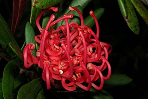 Telopea : culture, entretien