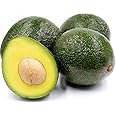 Cloud Farm Rare Dwarf Avocado Hass Persea Americana Butter Fresh Fruit ...