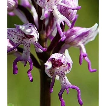 uomo orchidea italiana 200PCS Piante esotiche Orchis italica piramide ...