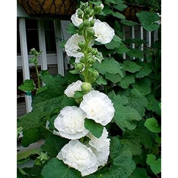 Hollyhock Chater's Double White seeds - Althea rosea fl. pl.: Amazon.co ...