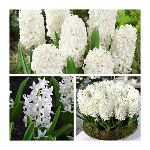 Jacinthe : plantation, multiplication