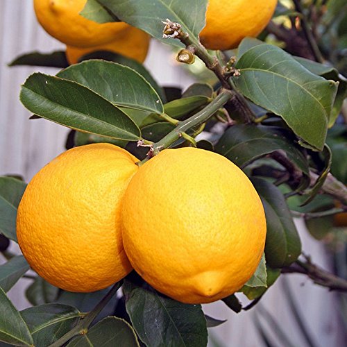 Citronnier 'Meyer' : plantation, culture, entretien