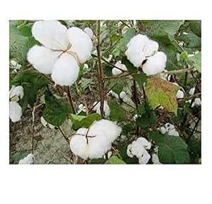Famous Garden Live Kapas - Cotton Plant with Pot: Amazon.in: Garden ...