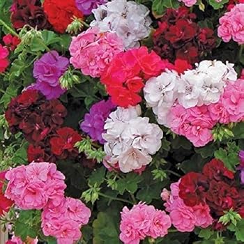 Pack x6 Ivy Leaf Trailing Geranium Mixed Colours Summer Garden Plug ...