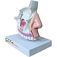GD ANATOMICALS® "Nasal Cavity Anatomical Model - Human Mouth, Nose, and ...