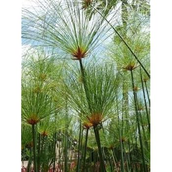 Tropica - acquatiche piante pianta papiro egiziano (cyperus papyrus) 15 ...