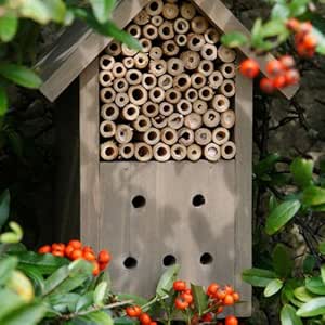 Wooden Insect Box: Amazon.co.uk: Garden & Outdoors