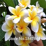 Pomelia - Piante da Giardino - Frangipane pianta