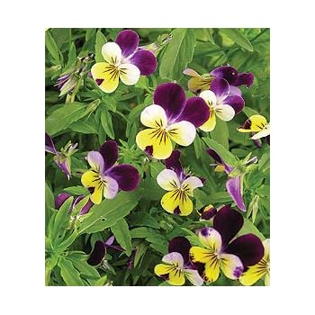 AJP Pansy F1 Matrix Series 'Raspberry Sundae Mixed' Seed: Amazon.co.uk ...