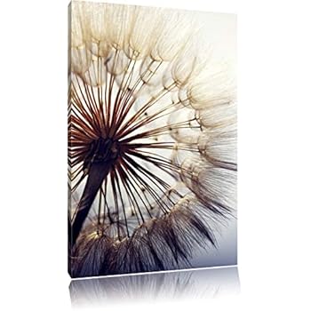 Pixxprint Schöne Pusteblume Schwarz/Weiß, Format: 80x60 auf Leinwand: Amazon.de: Küche & Haushalt