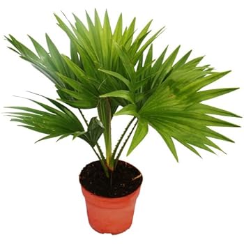 Plante d'intérieur - Plante pour la maison ou le bureau ...