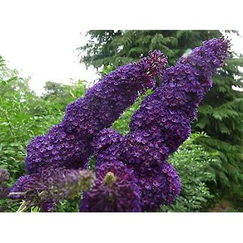YouGarden Buddleia Tricolour Butterfly Bush: Amazon.co.uk: Garden ...