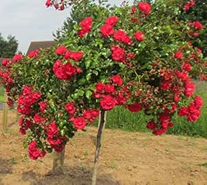LANCASHIRE - Bareroot Full Weeping Standard Rose - Attractive Cherry ...
