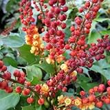 Coltivare Agrifoglio - Ilex aquifolium - Ilex aquifolium - Piante da ...